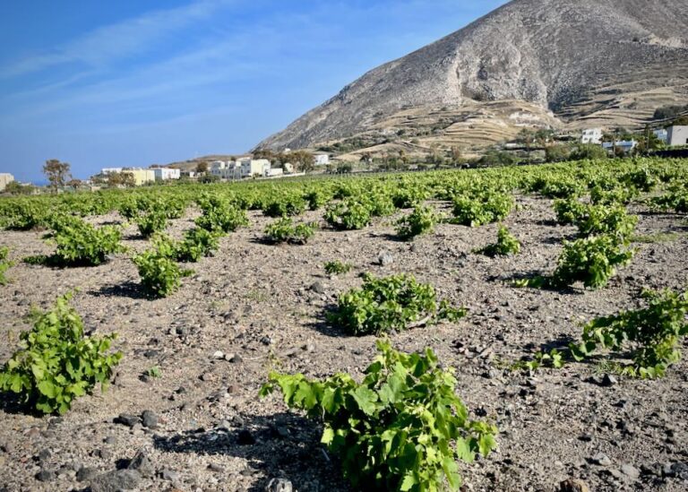 13 Best Santorini Wine Tours & Wineries (2026)