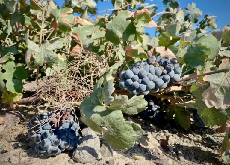 13 Best Santorini Wine Tours & Wineries (2026)